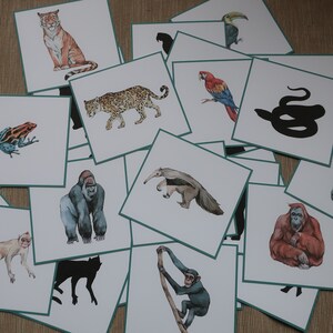 Rainforest Animals Shadow Matching Cards. Montessori Animal Printable ...