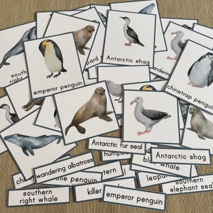 Antarctic Animals 3 Part Cards. Montessori Printable Vocabulary ...