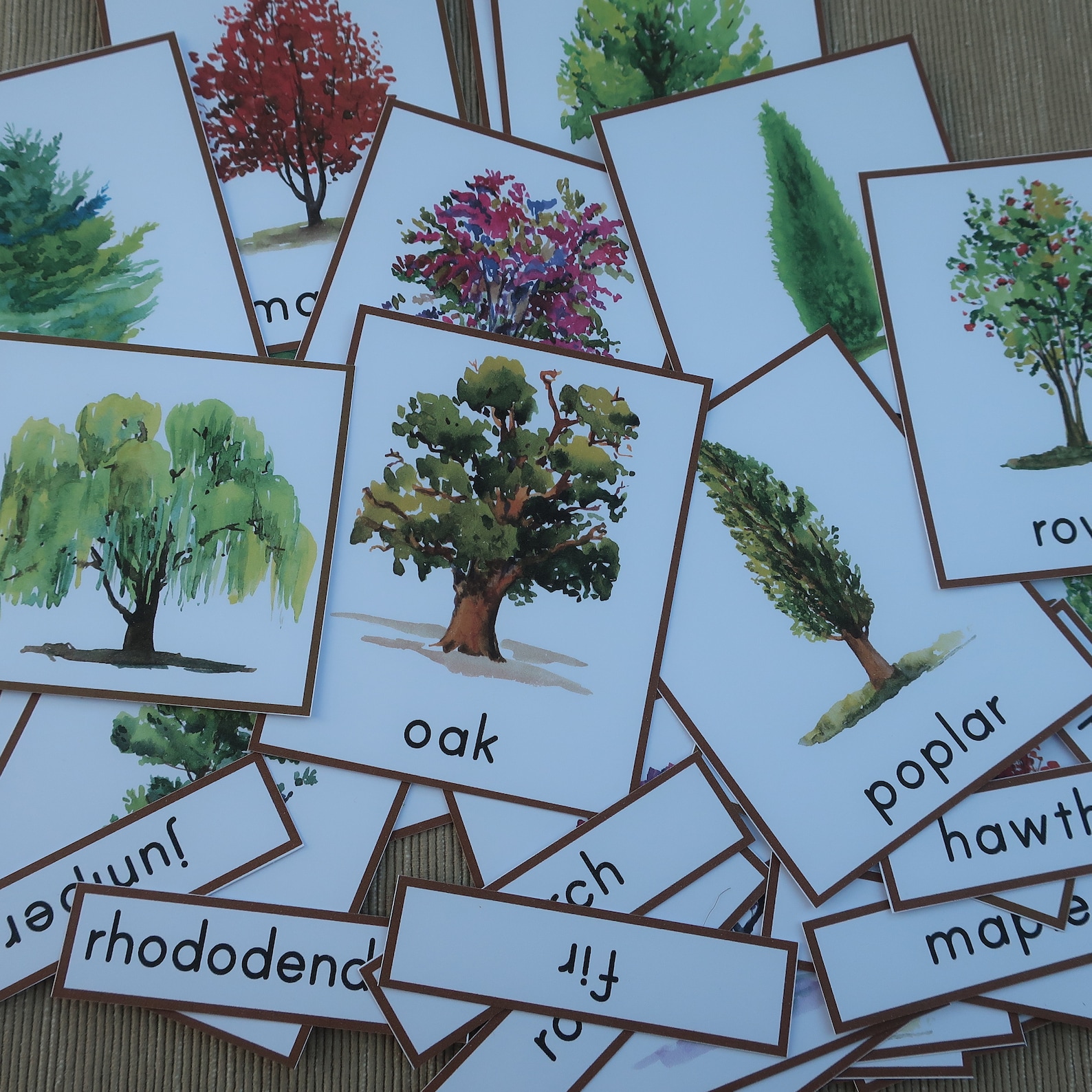 Trees Montessori 3 Part Cards. Tree Identification Cards. - Etsy