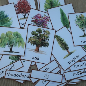 Trees Montessori 3 Part Cards. Tree Identification Cards. Vocabulary ...