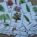 Trees Montessori 3 Part Cards. Tree Identification Cards. Vocabulary ...