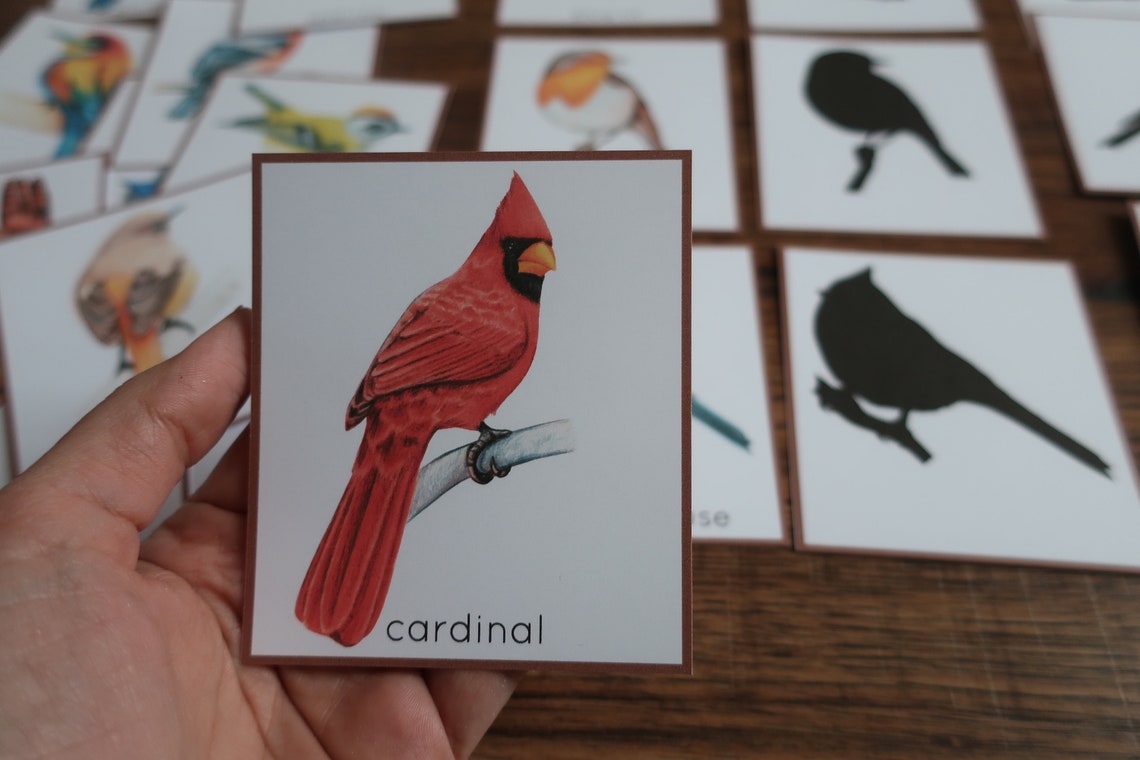 Bird Shadow Matching Flash Cards. Montessori Spring Printable. | Etsy