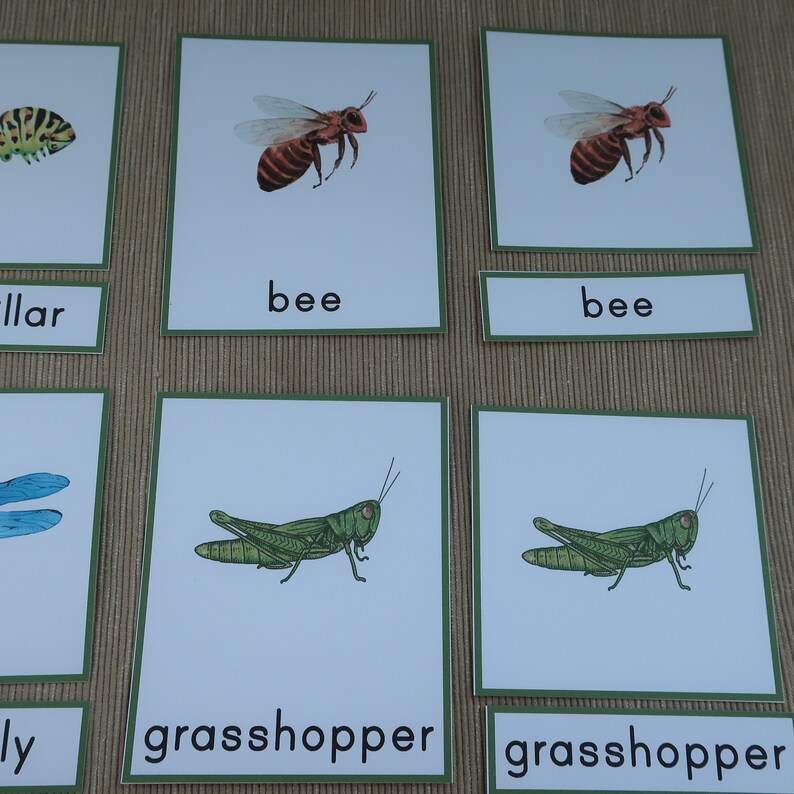 Insect Montessori Printable 3-part Cards. Preschool and | Etsy