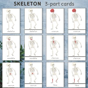 Skeleton Nomenclature Cards. Montessori 3-part Cards. - Etsy