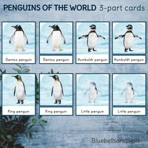 Penguins of the World 3 Part Cards. Types of Penguins Printable Cards ...
