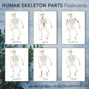 Human Skeleton Parts Cards, Poster, Labeling Worksheet and Coloring ...