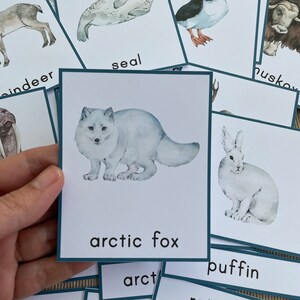 Arctic Animals 3 Part Cards. Montessori Winter Printable Vocabulary ...