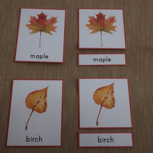 Montessori Fall Printable Leaf Identification Three Part Cards ...