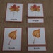 Montessori Fall Printable Leaf Identification Three Part Cards ...