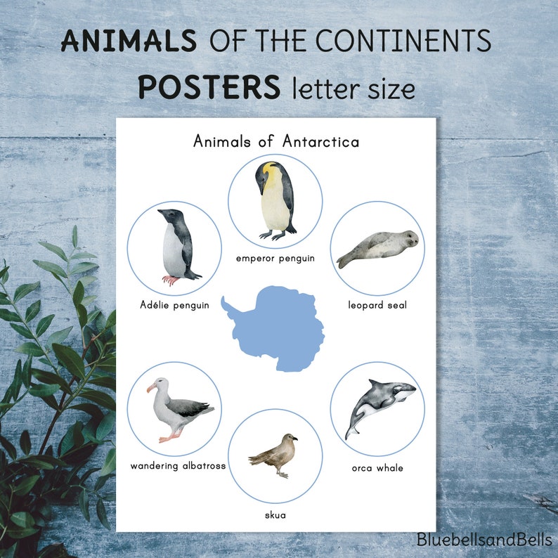 Animals of the Continents Posters and Sorting Activity. - Etsy