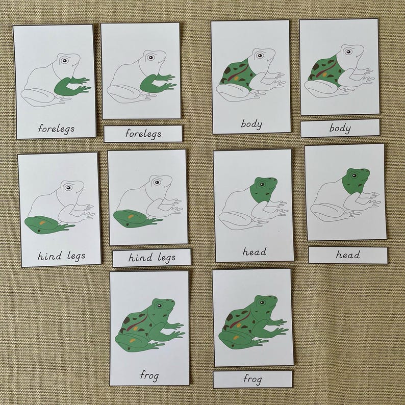 Parts of a Frog Nomenclature 3-part Cards, Charts, Blackline Master ...