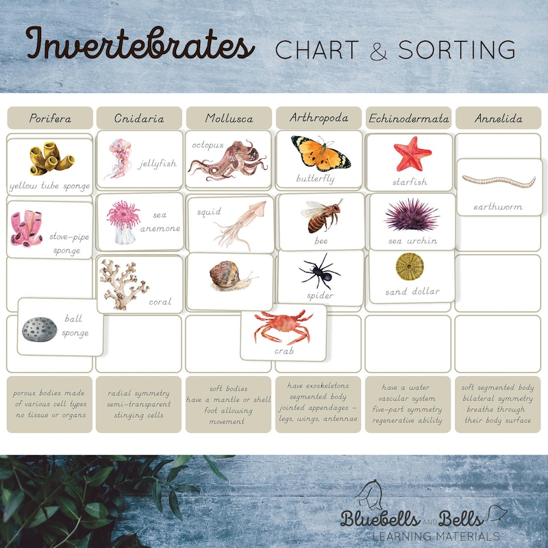 Classification Chart - Etsy