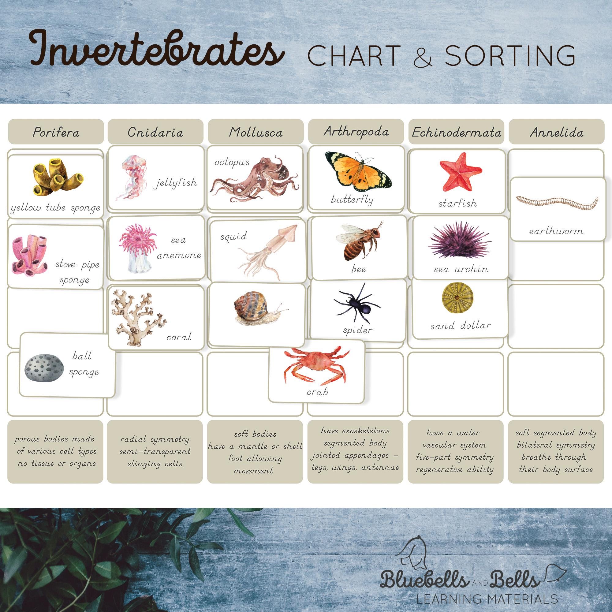 Classification of Animals Chart Invertebrates. Montessori Sorting ...