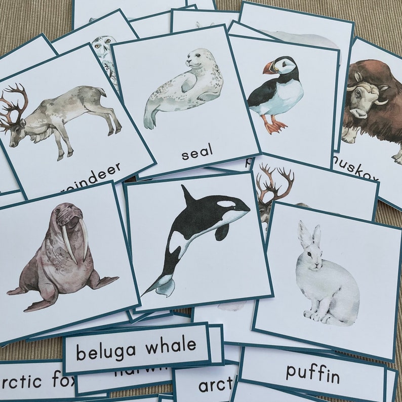 Arctic Animals 3 Part Cards. Montessori Winter Printable - Etsy