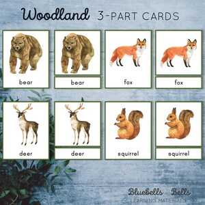 Woodland Animals Montessori 3 Part Cards. Preschool Vocabulary Activity ...