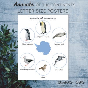 Animals of the Continents Posters and Sorting Activity. Montessori ...