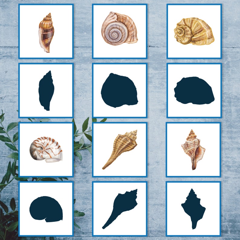 Seashell Shadow Matching Cards. Montessori Preschool Ocean | Etsy
