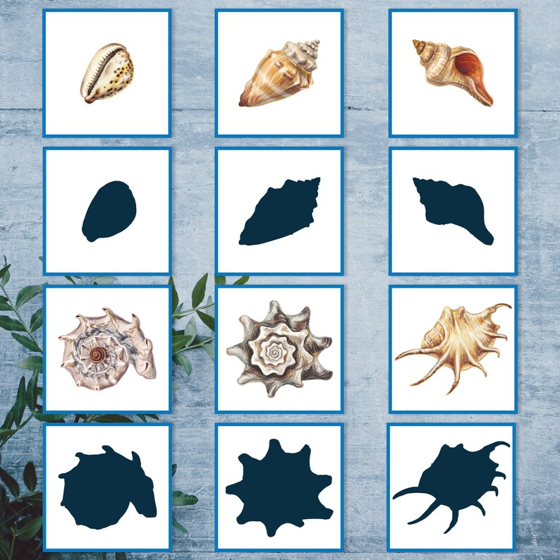 Seashell Shadow Matching Cards. Montessori Preschool Ocean | Etsy