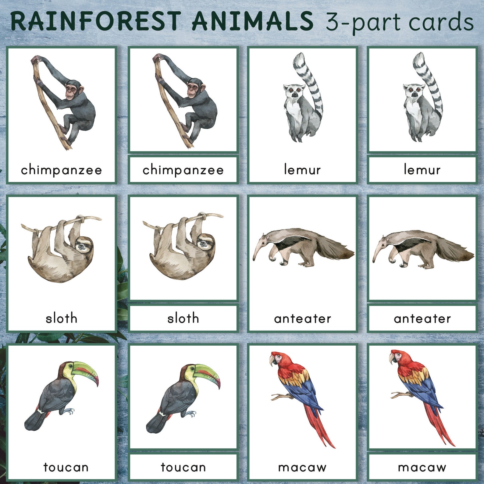 Rainforest Animals Montessori Printable 3 Part Cards. - Etsy