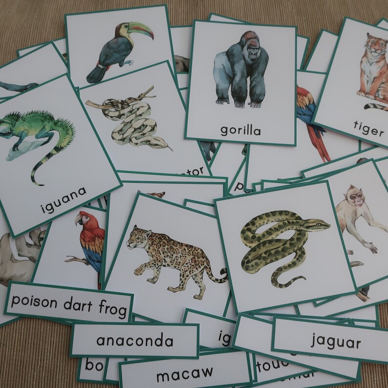 Rainforest Animals Montessori Printable 3 Part Cards. - Etsy