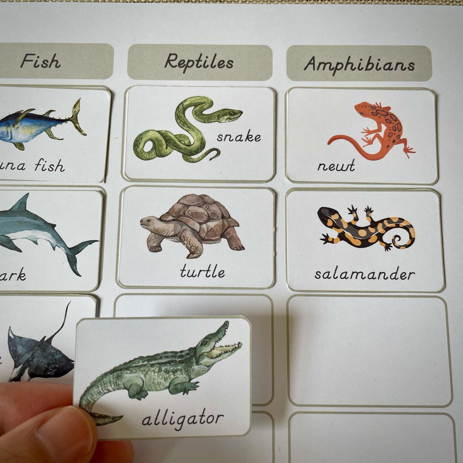 Classification of Animals Vertebrates. Chart and Worksheet for Sorting ...