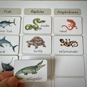 Classification of Animals Vertebrates. Chart and Worksheet for Sorting ...