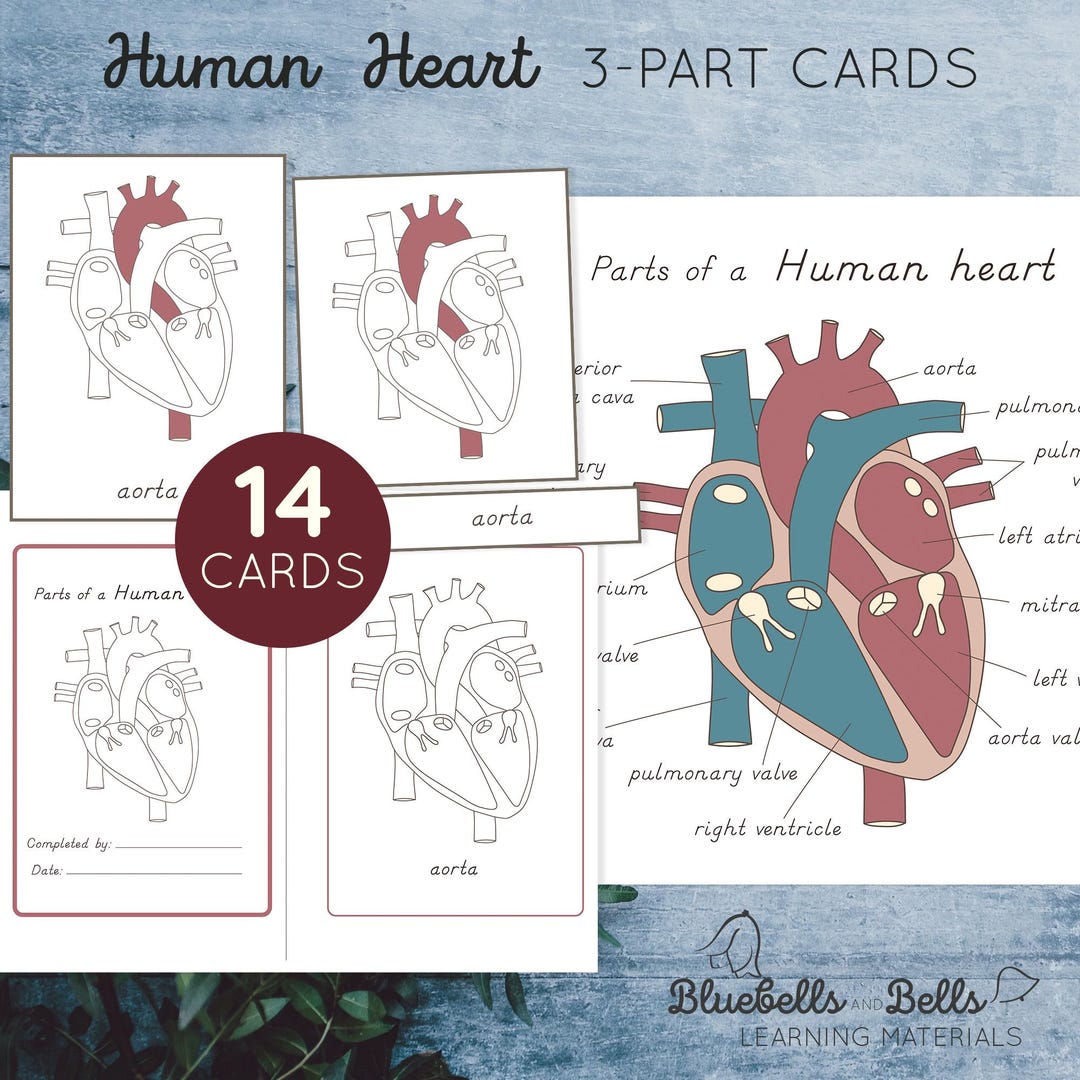 Parts of a Human Heart Nomenclature 3-part Cards, Control Charts ...