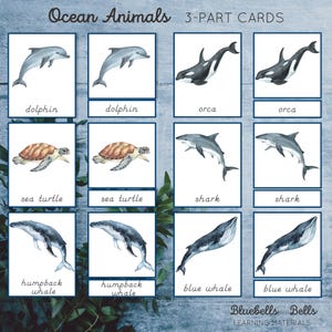 Ocean Montessori Printable 3 Part Cards. Preschool Vocabulary Cards ...