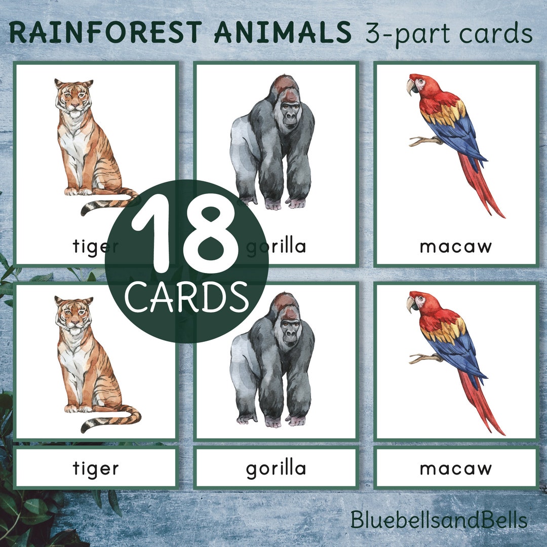 Rainforest Animals Montessori Printable 3 Part Cards. Vocabulary ...