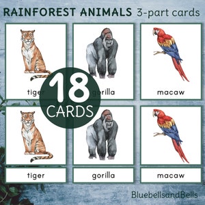 Rainforest Animals Montessori Printable 3 Part Cards. Vocabulary ...