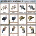 Australia Oceania Animals Montessori Printable 3 Part Cards. Vocabulary ...