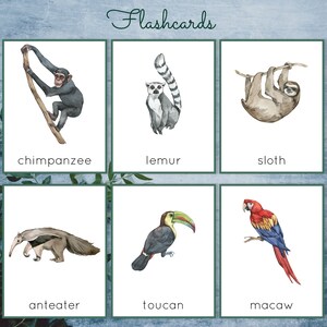 Rainforest Animal Flash Cards. Toddler Watercolor Cards. Preschool ...