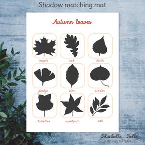 Fall Leaf Montessori Printable. Leaf Identification Preschool Printable ...