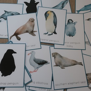 Antarctica Animal Flashcards and Shadow Matching Cards. Montessori ...