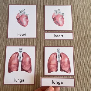 Internal Organs 3-part Cards and Poster. Montessori Anatomy ...