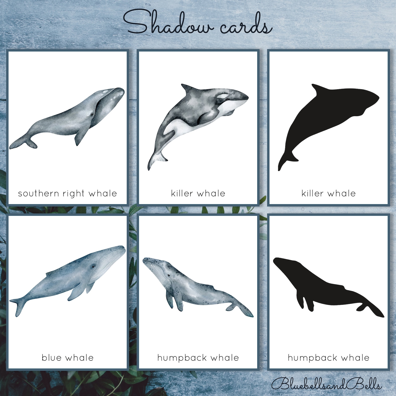 Antarctica Animal Flashcards and Shadow Matching Cards. - Etsy