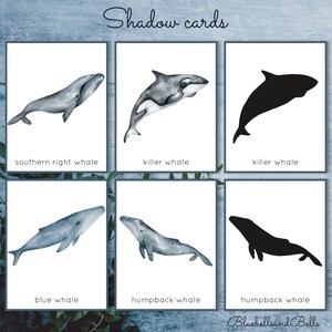 Antarctica Animal Flashcards and Shadow Matching Cards. Montessori ...