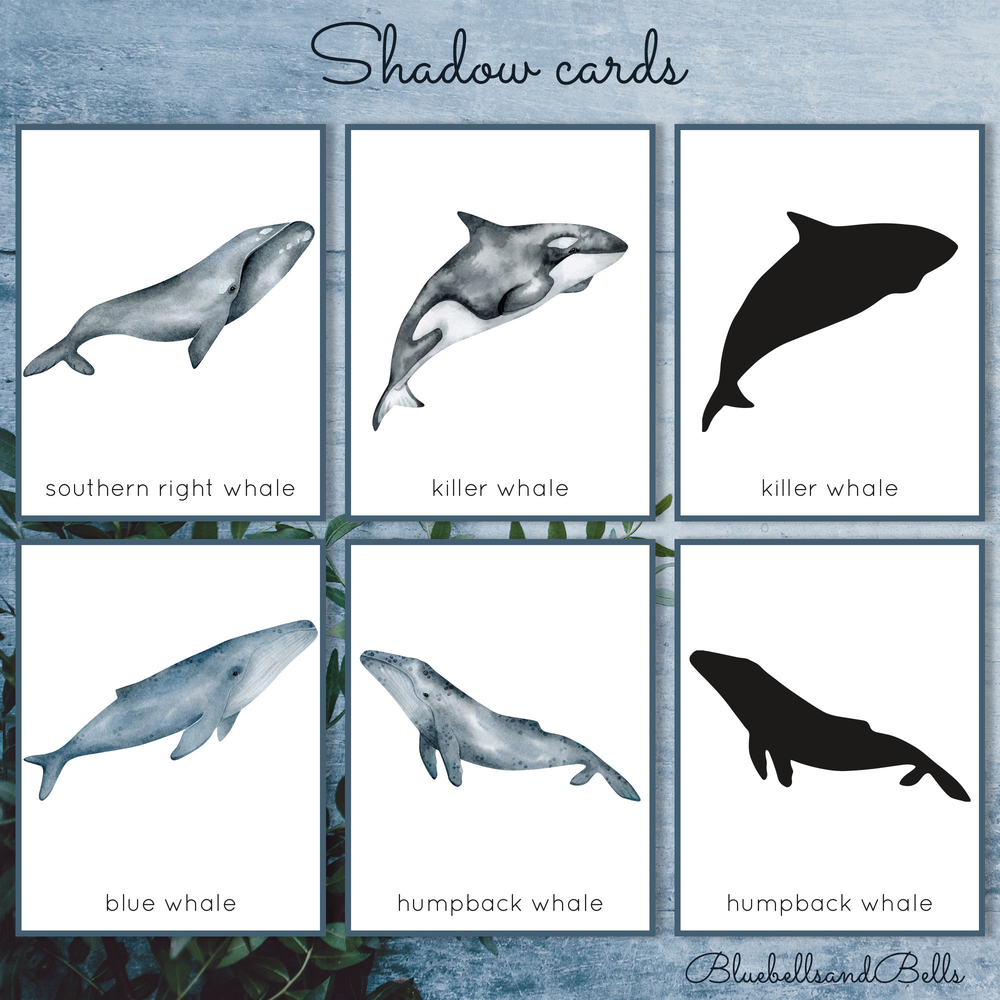 Antarctica Animal Flashcards and Shadow Matching Cards. Montessori ...
