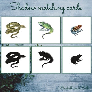 Rainforest Animals Shadow Matching Cards. Montessori Animal Printable ...