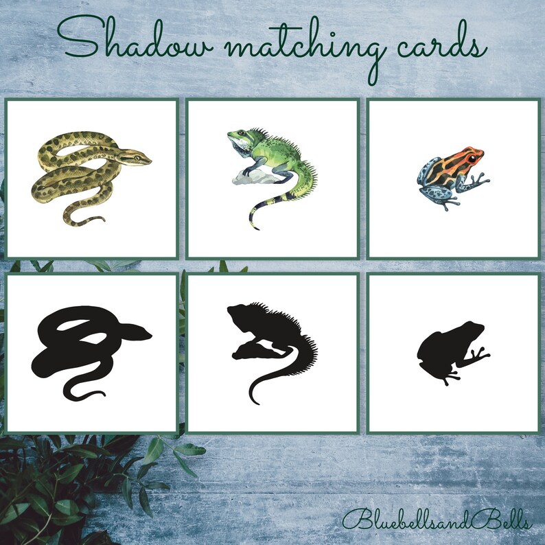 Rainforest Animals Shadow Matching Cards. Montessori Animal - Etsy