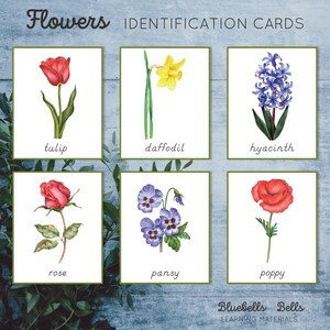 Flower Identification Printable Cards. Montessori Spring Printable. - Etsy