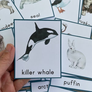 Arctic Animals 3 Part Cards. Montessori Winter Printable Vocabulary ...