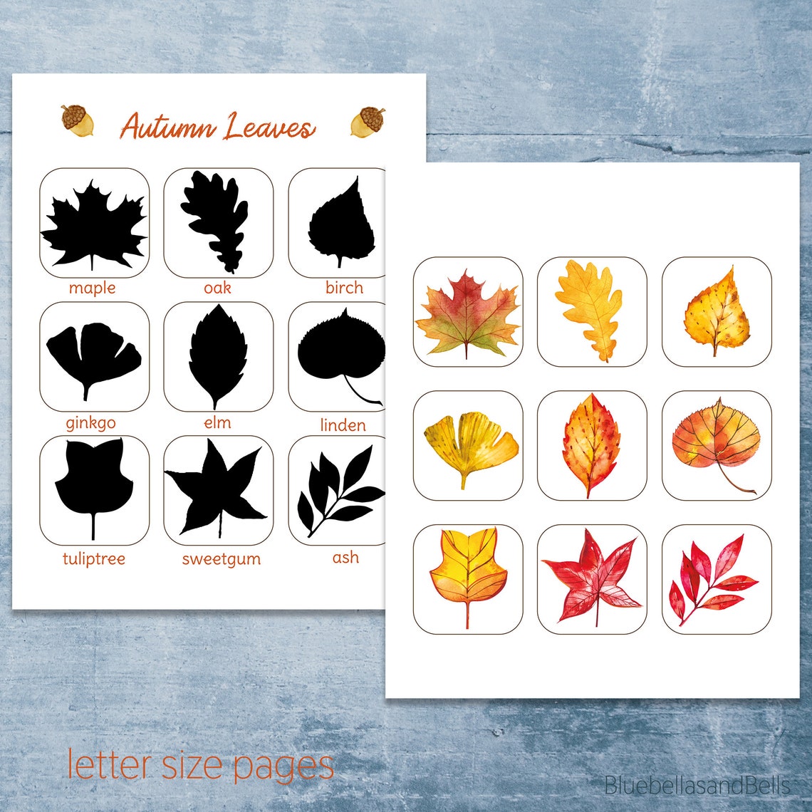 Fall Leaf Montessori Printable. Leaf Identification Preschool | Etsy