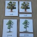 Trees Montessori 3 Part Cards. Tree Identification Cards. Vocabulary ...