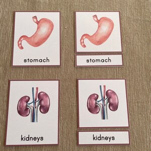 Internal Organs 3-part Cards and Poster. Montessori Anatomy ...