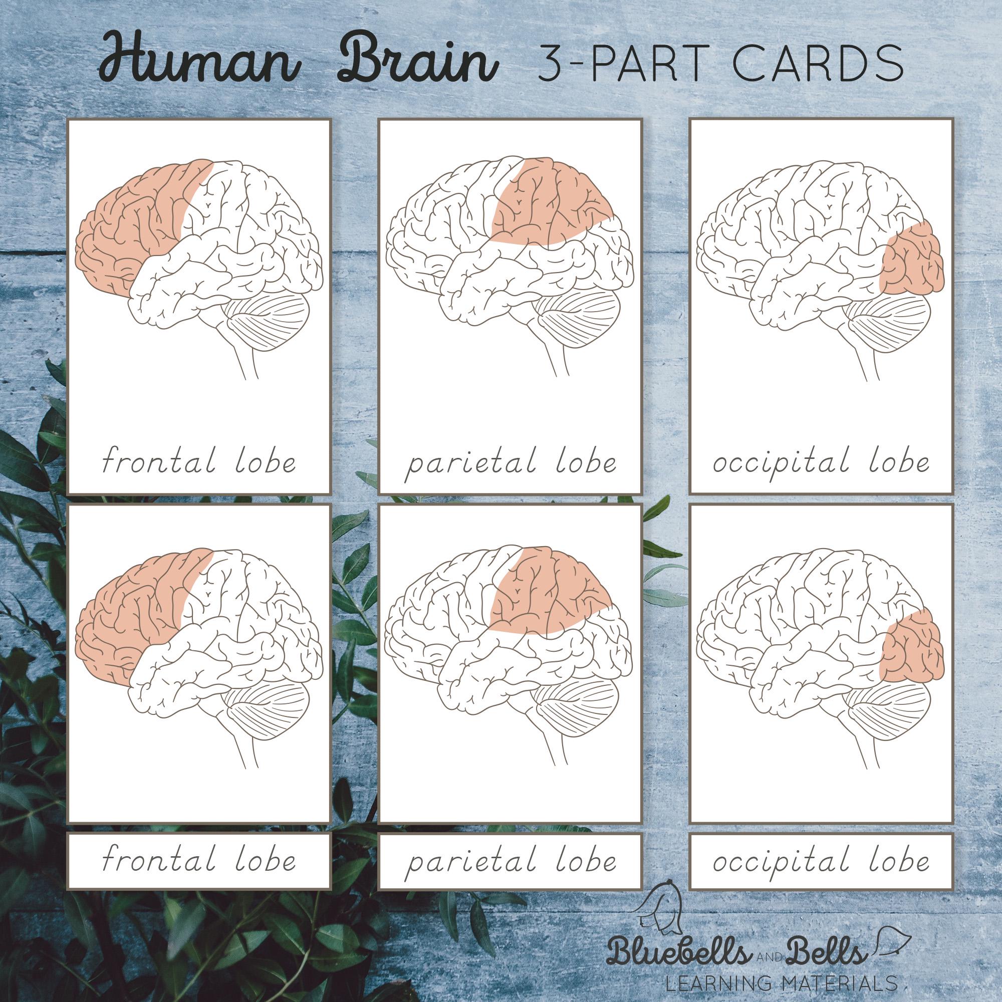 Parts of a Human Brain Nomenclature 3-part Cards. Printable Charts and ...