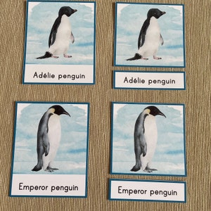 Penguins of the World 3 Part Cards. Types of Penguins Printable Cards ...