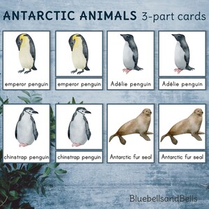 Antarctic Animals 3 Part Cards. Montessori Printable Vocabulary ...
