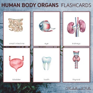 Human Body Organs Flashcards. Preschool and Kindergarten Watercolor ...