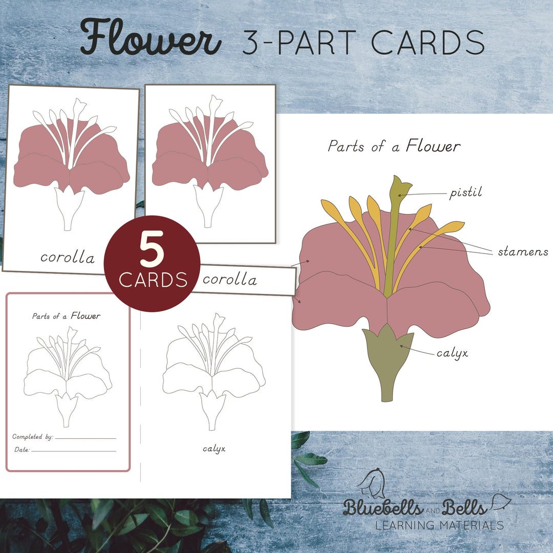 Cartões de nomenclatura das partes de uma flor, cartões Montessori de 3 ...